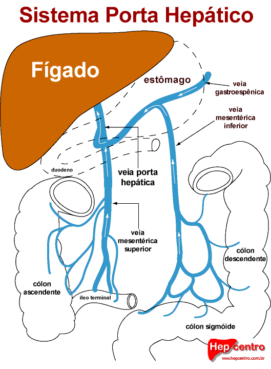 Os Sistemas do Corpo Humano: Sistema Circulatório