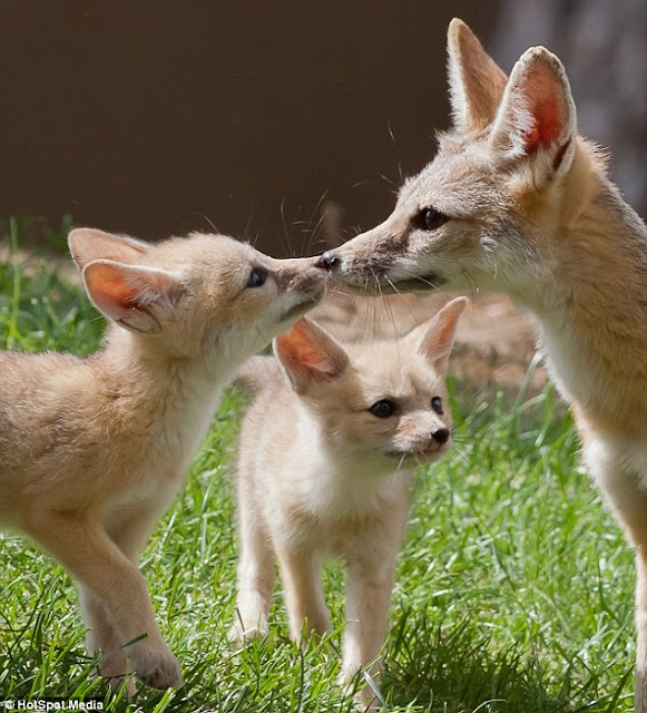 White Wolf : Fantastic family of fox pups roll in the grass and play ...