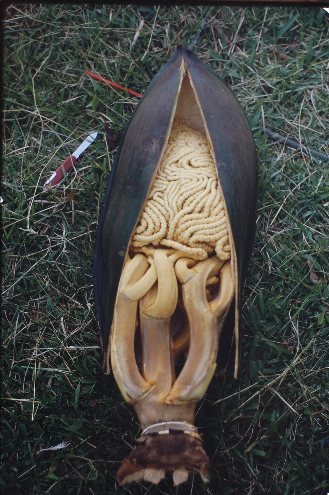 Botany Professor: Flowers, Compound Flowers, and Superflowers