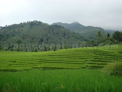 Biliran - Iyusan Rice Terraces and Mainit Hot Spring | Blogs, Travel ...