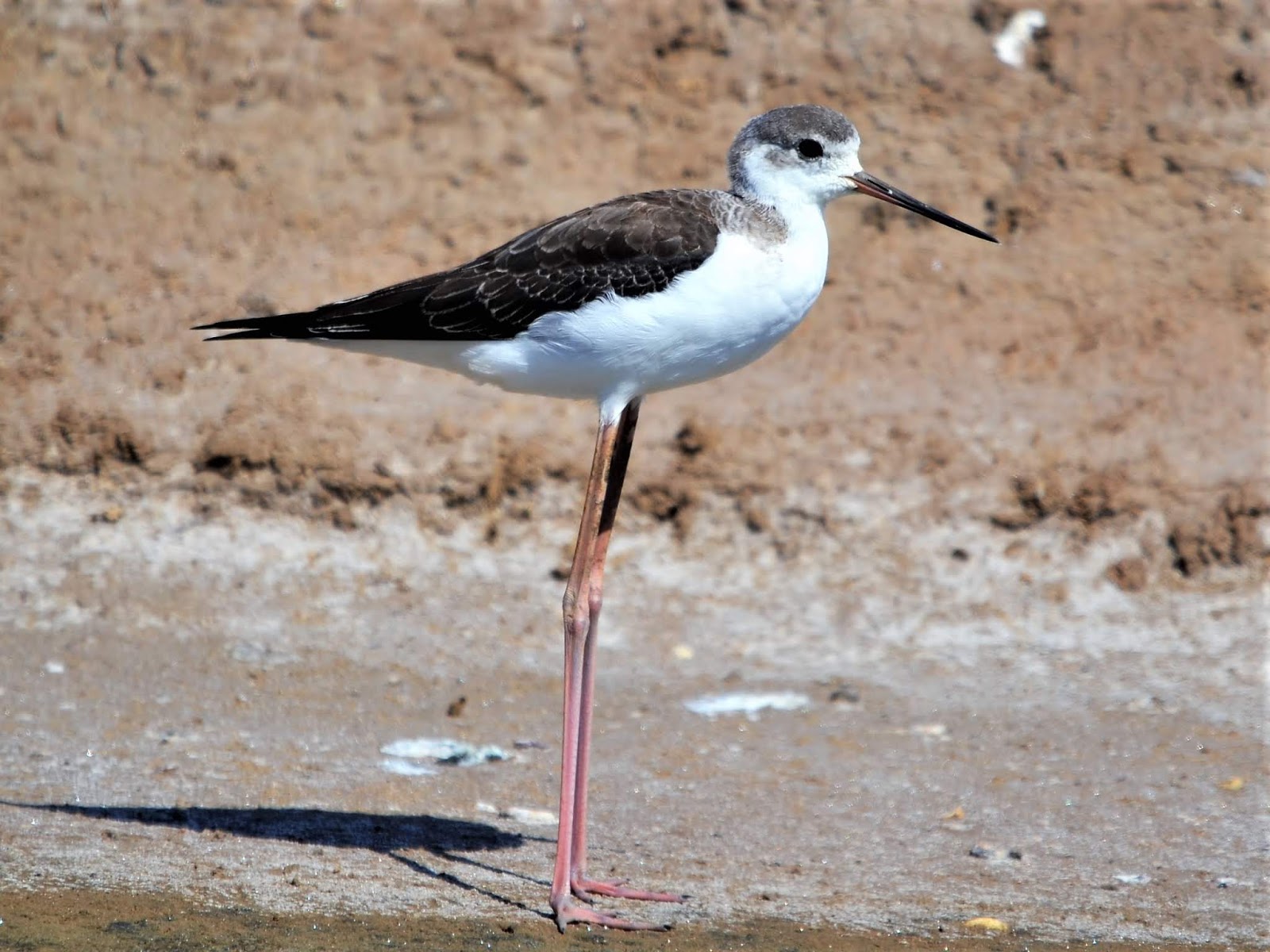 TERRA DAS AVES: Pernilongo (Himantopus himantopus)