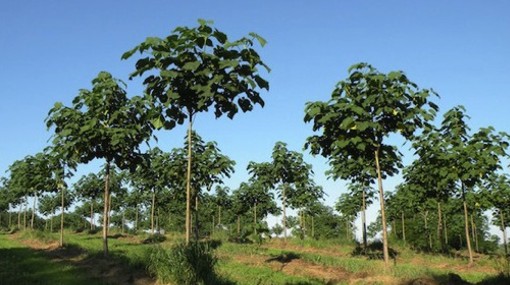 La Casa de la Información: El Kiri, un árbol con características únicas