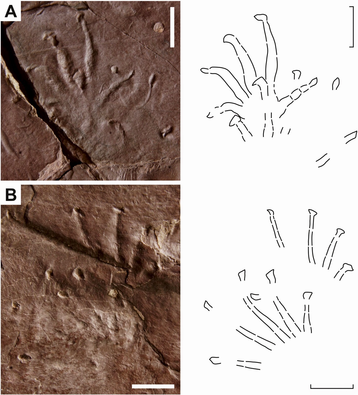 The Dragon's Tales: Artinskian Permian Tetrapod Footprints From Spain