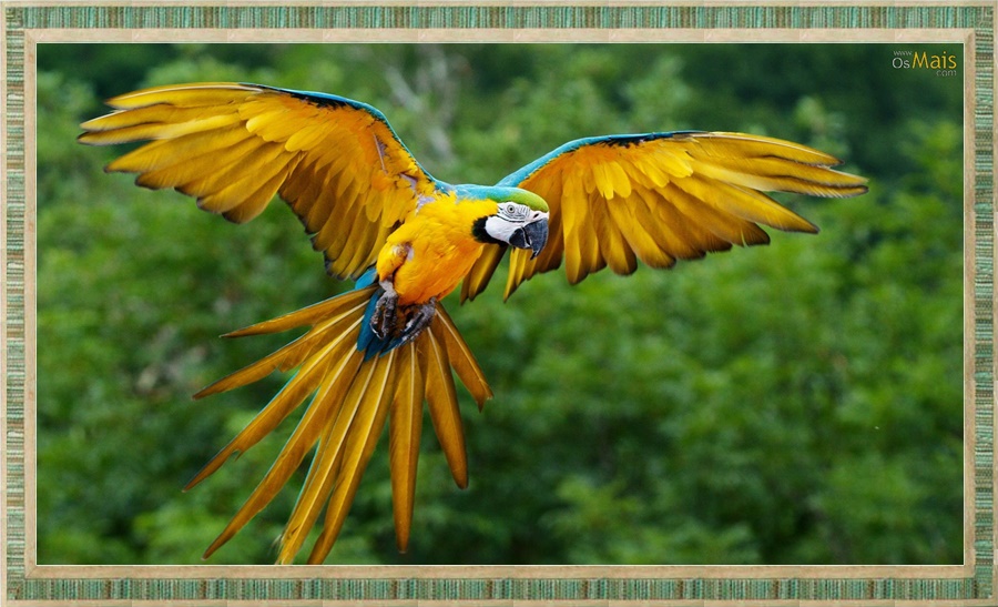 ARARA WALLPAPER,PAPEL DE PAREDE ARARA