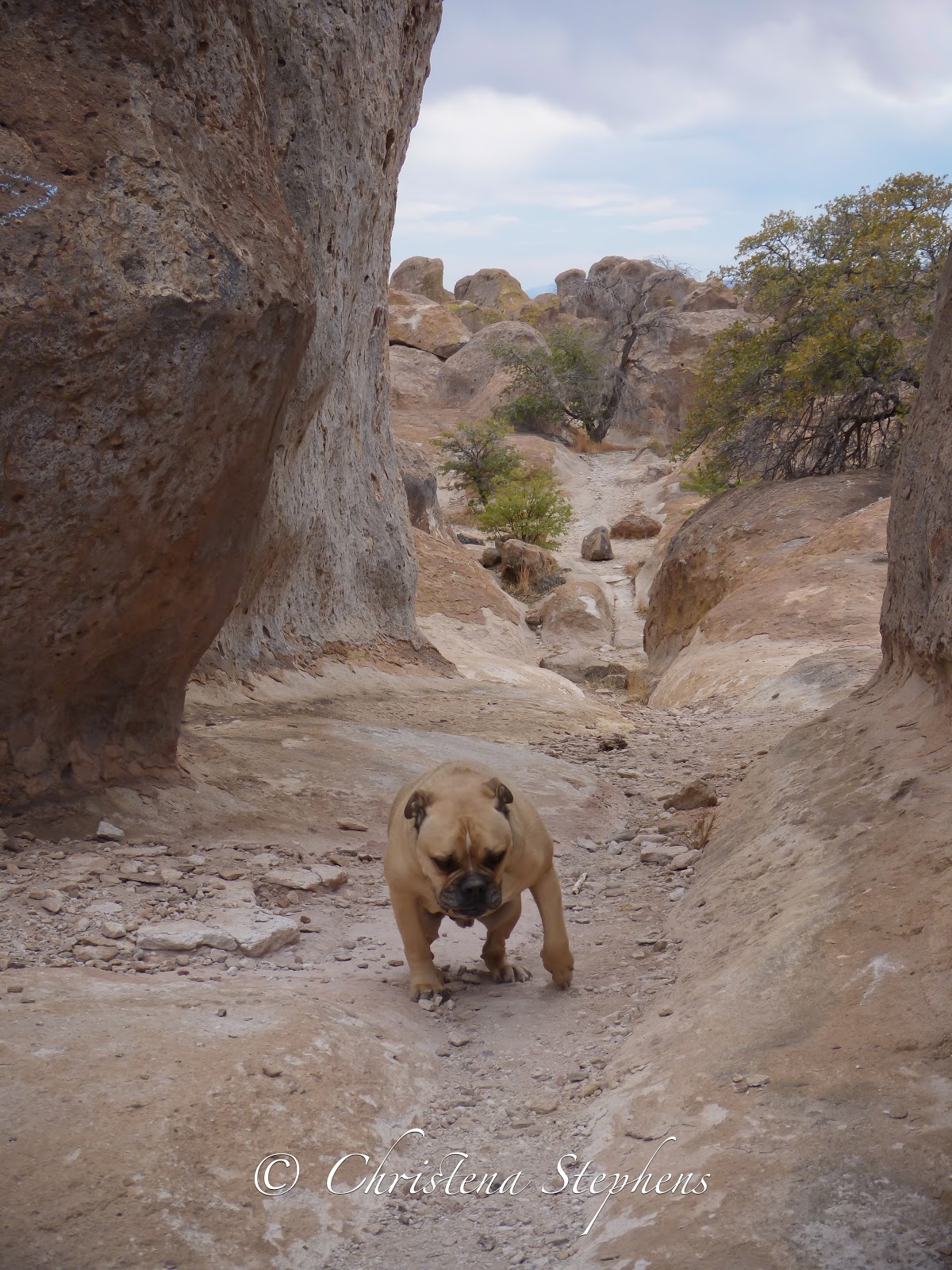 Travelin' Jack's Dog Blog: ROCKS TREES AND GOLD! Where O Where did ...