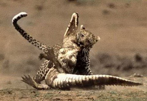 Free Wallpapers: Animals Struggle For Existence Darwin