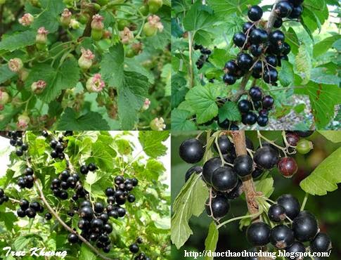 Vuon Duoc Thao: Mâm sôi đen - Groseille noir - Cassis