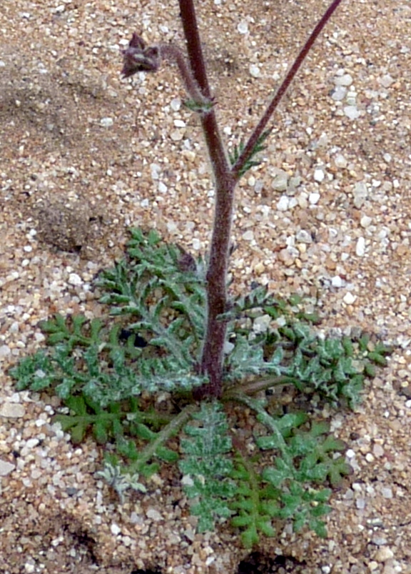 A Plant a Day: Eyed Gilia - Gilia ophthalmoides