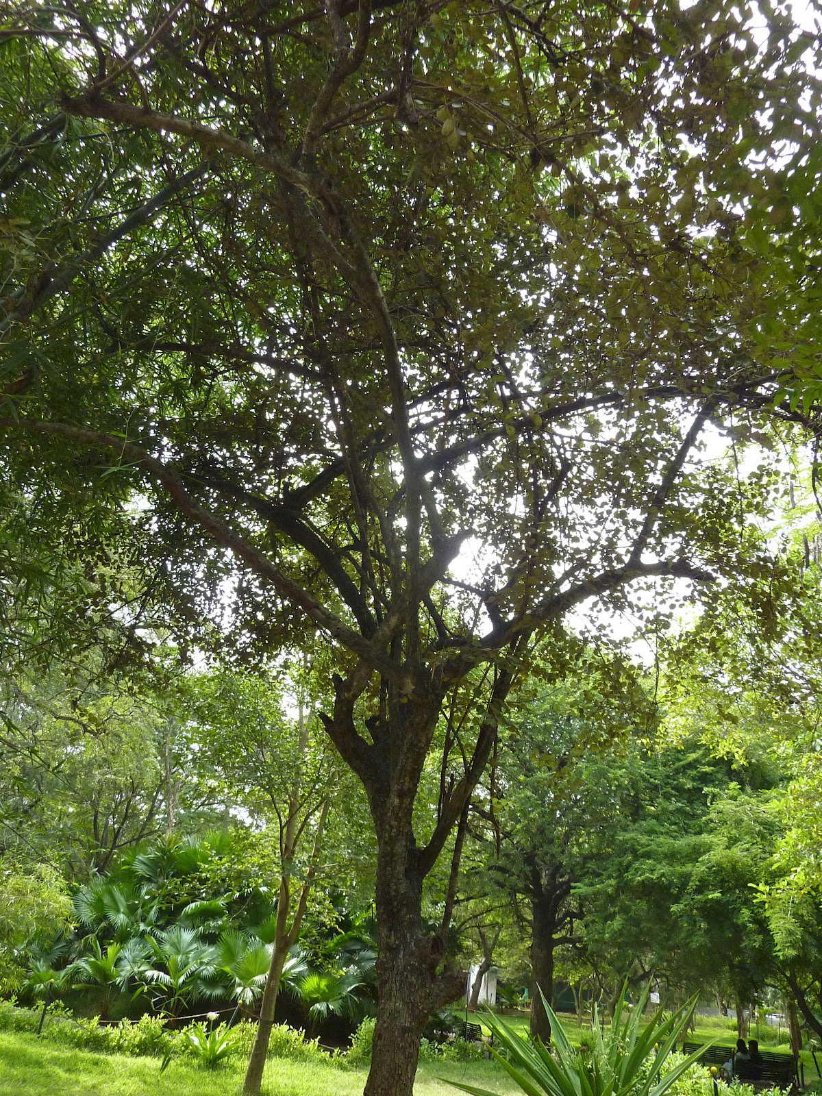 Soapnuts and shikakai