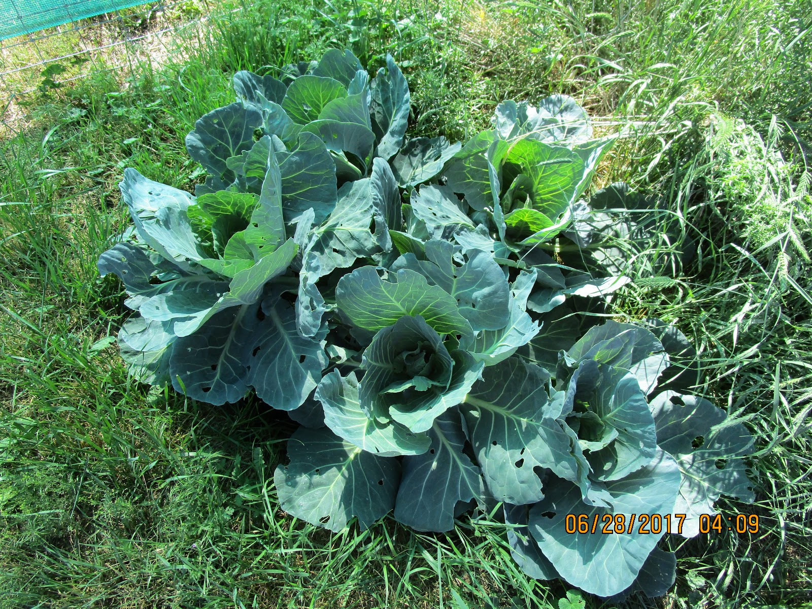 Carson Sierra Spinners and Weavers: September 2017