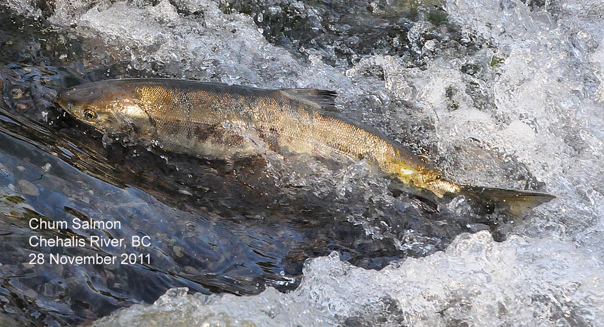 Northwest Nature Notes: SALMON AND EAGLES