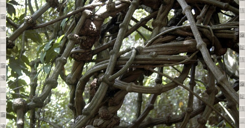 CIPÓ-MARIRI - BIOGRAFIAS E COISAS .COM