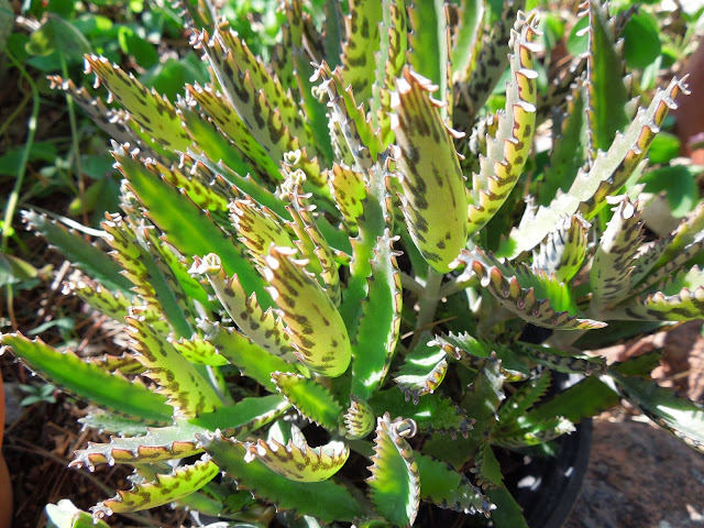 ARANTO recuperado - BOTÀNIC SERRAT