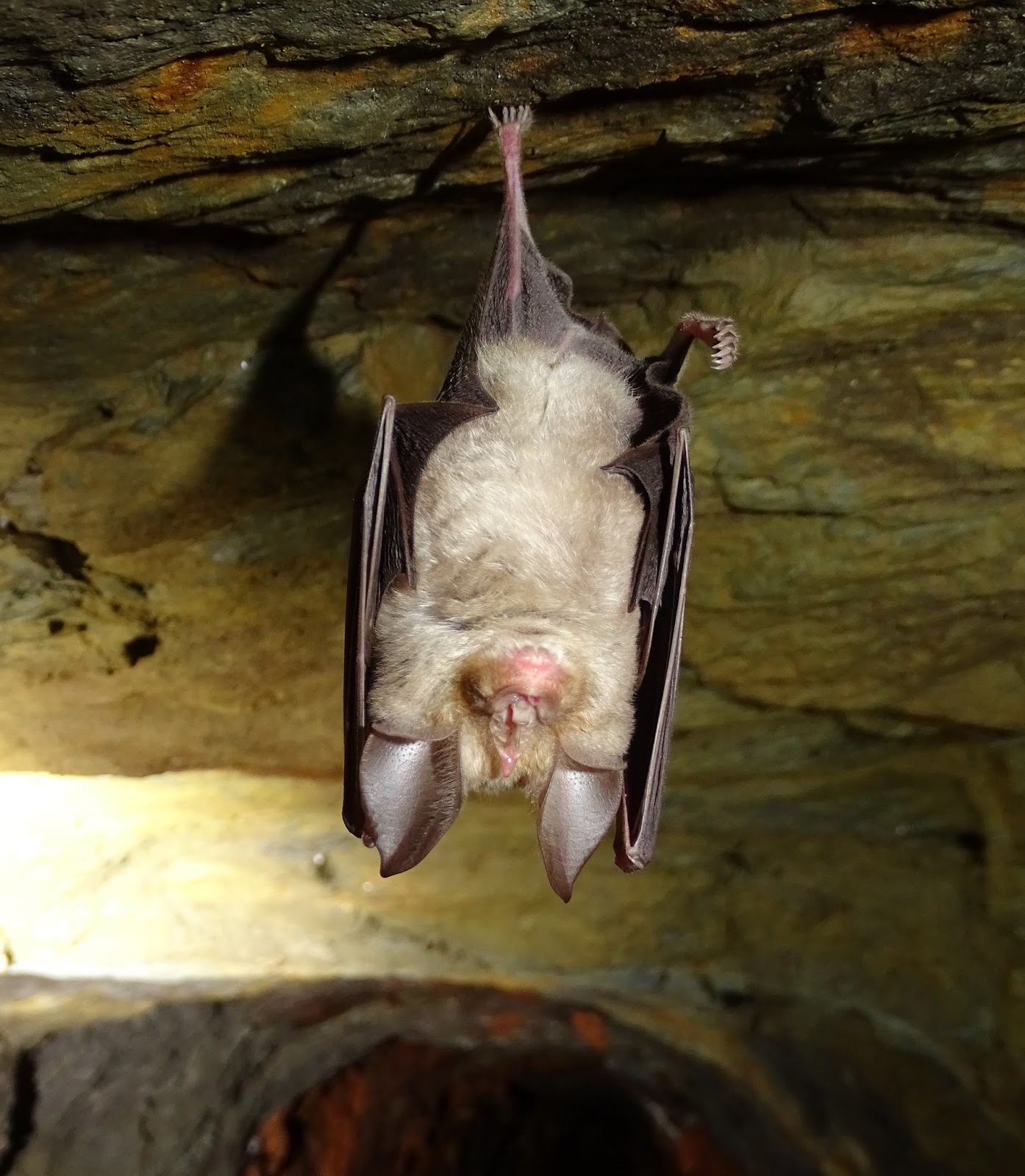 Morcego De Cabeça Para Baixo - FDPLEARN