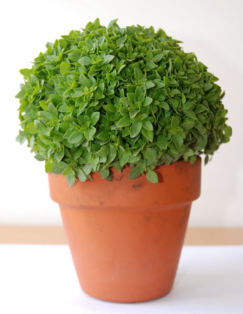 FadaTrapalhonaSemAsas: Manjerico