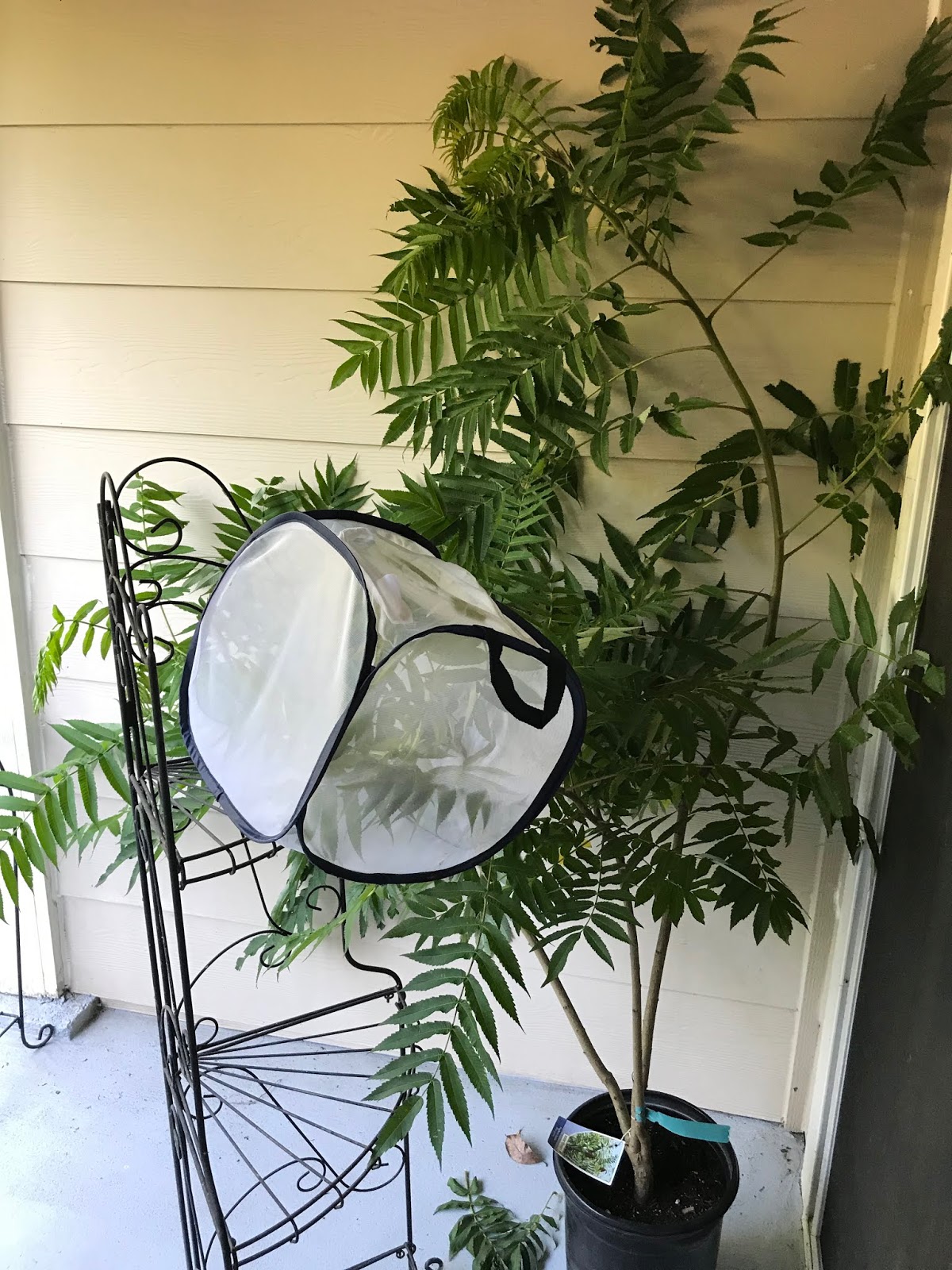 Northwest Butterflies: Citheronia splendens...Splendid Royal Moth