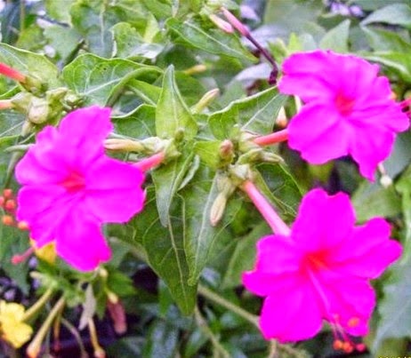 Terbaru 25+ Gambar Bunga Pukul Empat - Gambar Bunga Indah