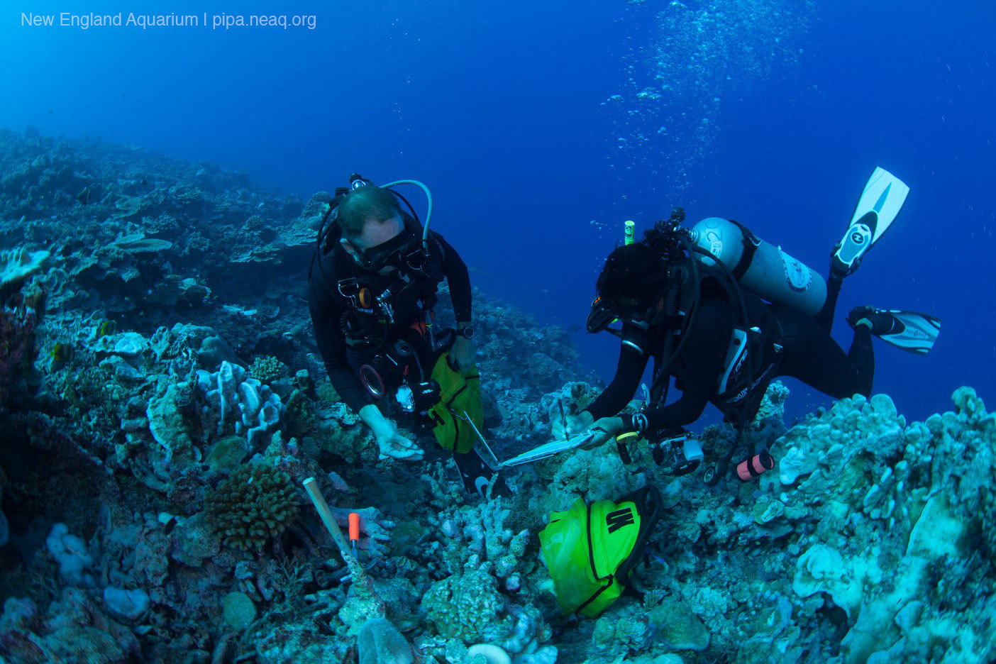 Phoenix Islands Blog