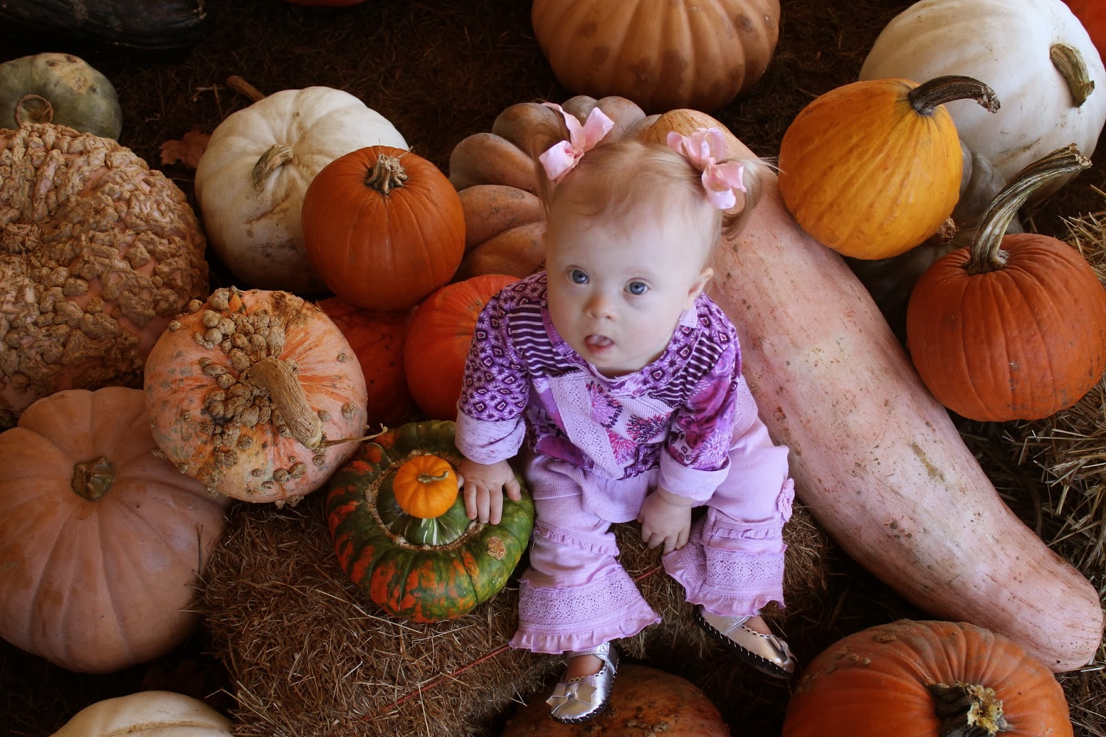 Mercy in Disguise: 2013 Pumpkin Patch...Attempt.