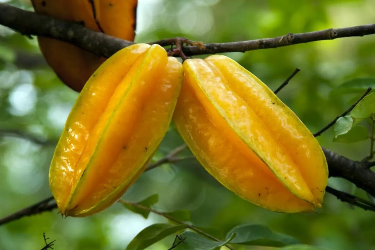 Carambola | Averrhoa carambola - Fox Press™