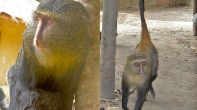 this world we live in: First new monkey discovered in 28 years!