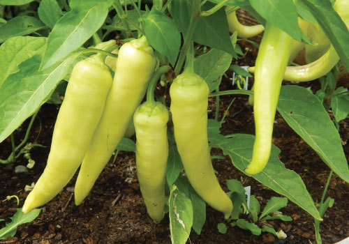 Dietelescope: Facts and Health Benefits of Banana Pepper