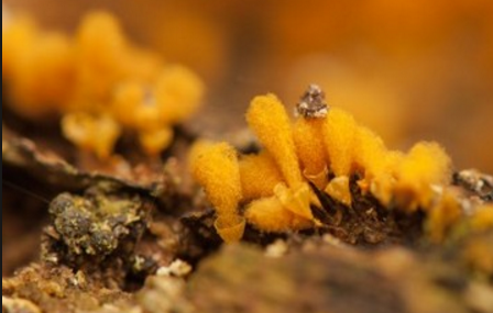 Pengertian Protista Menyerupai Jamur dan Macam-macamnya - Pengetahuan Alam