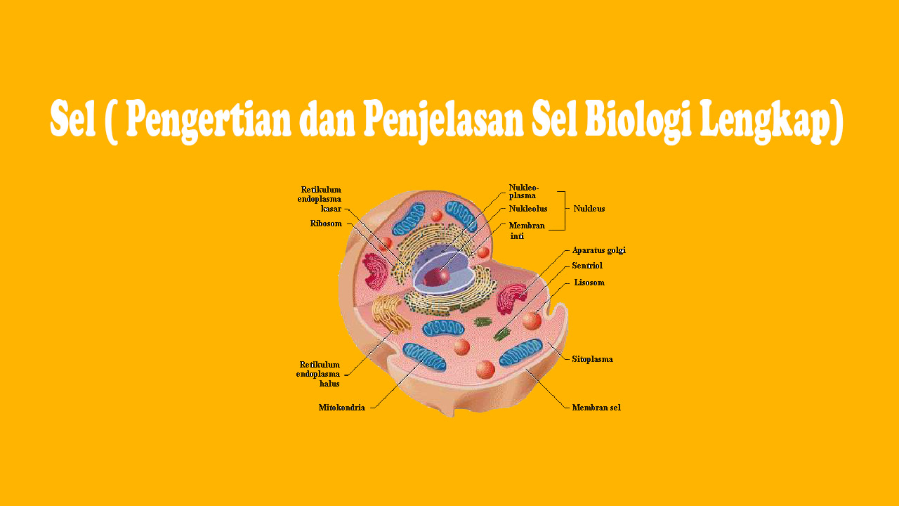 Sel ( Pengertian dan Penjelasan Sel Biologi Lengkap) - AYO EDUKATIF