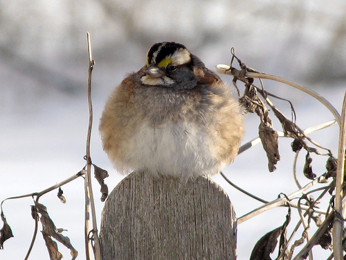 Round 'n' Cute: Fat little birds looking moody special
