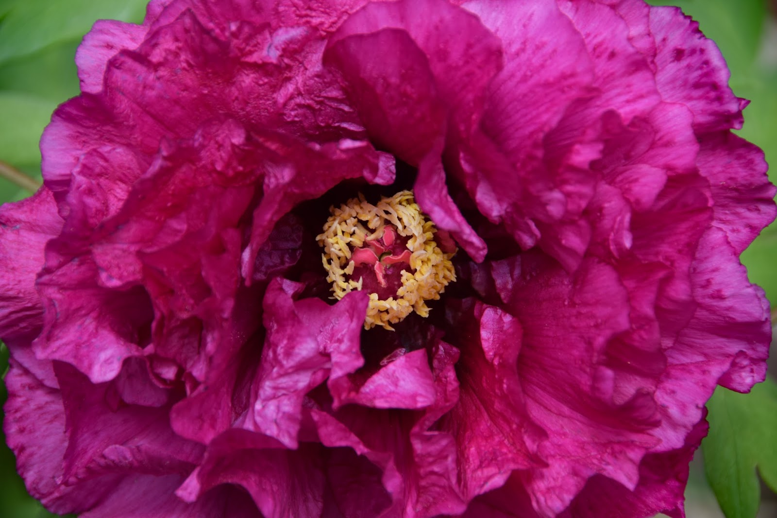 Southern Peony: 2018 I'm in Love (Again!) with Tree Peony 'Fuchsia Ruffles'