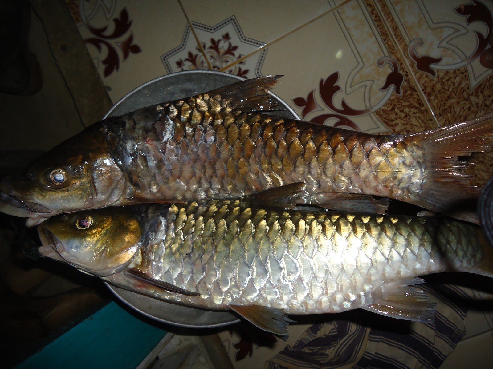 Ikan Semah - Homecare24