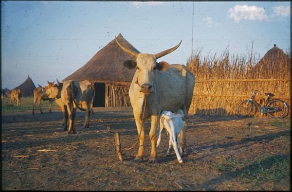 Student Exploration: The "Nuer": Cultural and Territorial History: The Nuer