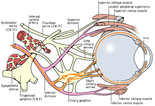 Notez On Nursing....: Cranial Nerve III.....