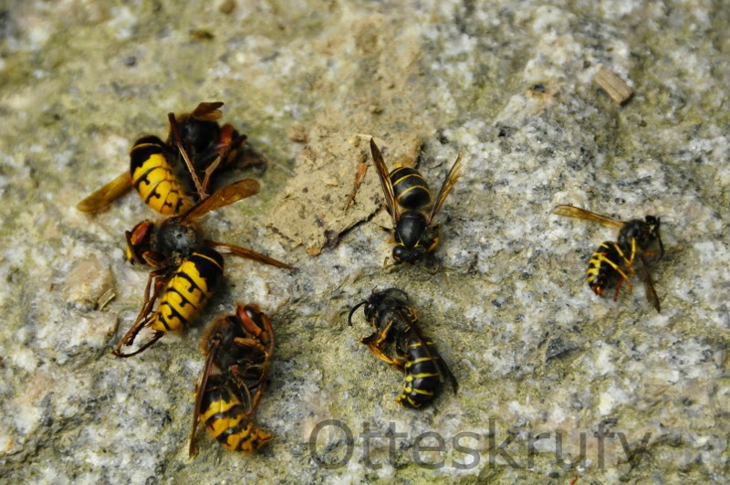 Tant Otteskrufvs trädgårdar: Små och större kryp