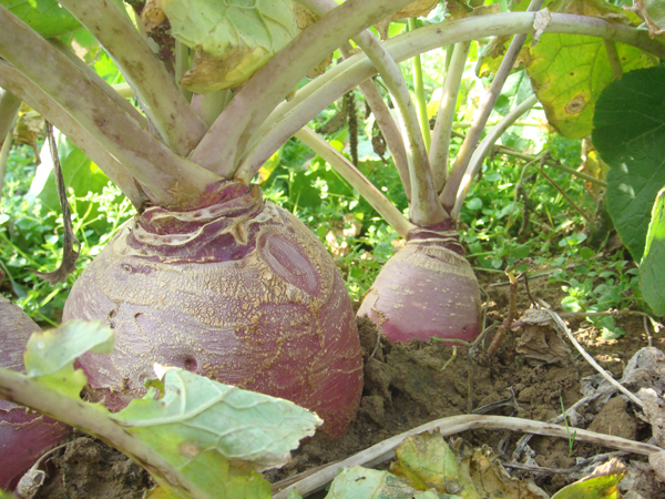 HOW TO GROW TURNIPS FROM SEED |The Garden of Eaden