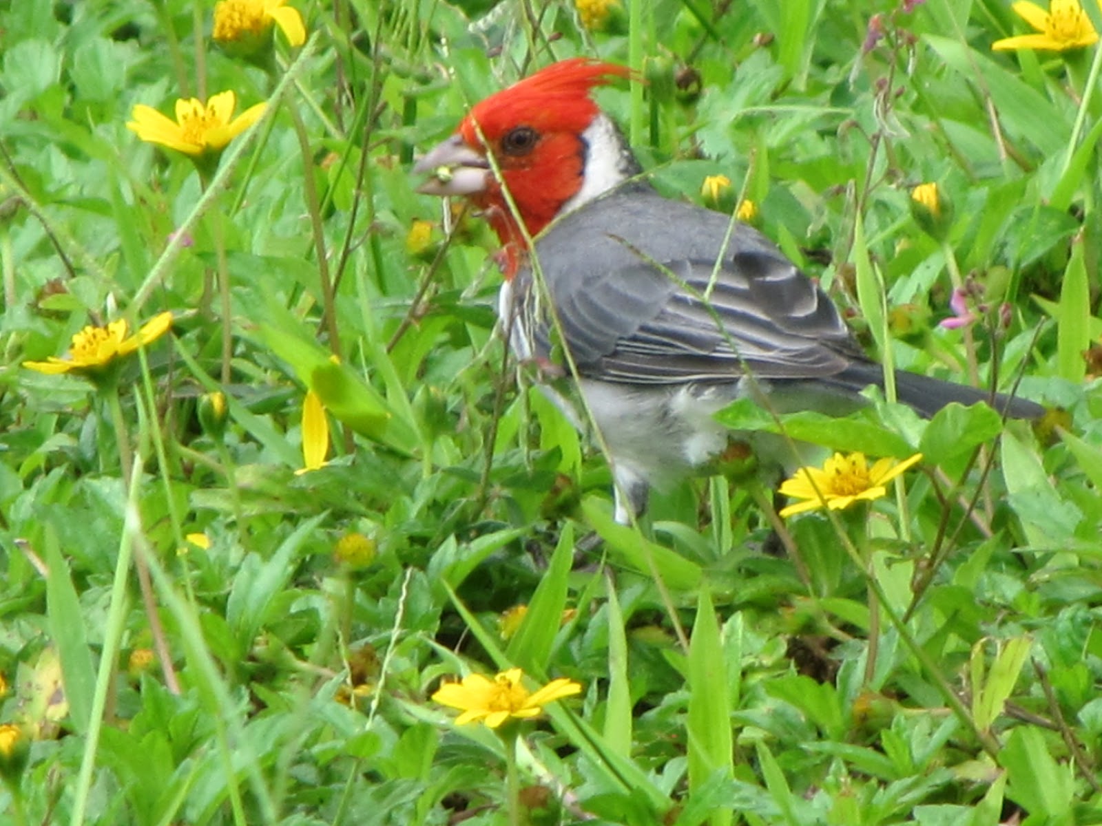 Mary and George's Midlife Adventure: Second Stop: Oahu, Hawaii