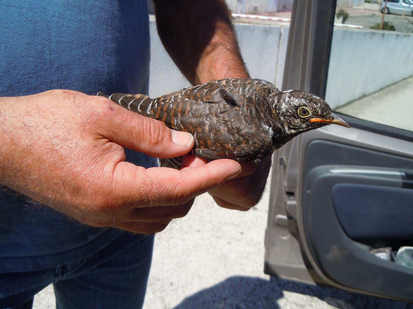 Aquila 06 - Centre de soins pour la sauvegarde de la faune sauvage dans ...