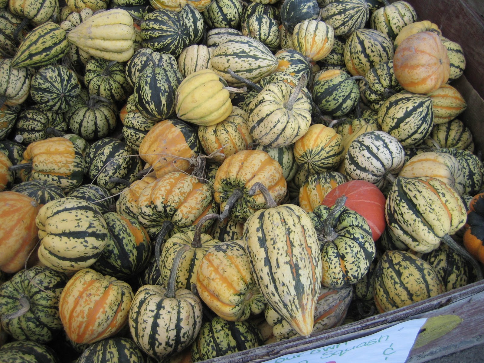 Del-icious!: A squash collection