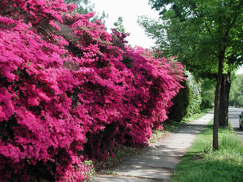Natural Hedges to block neighbors & privacy wall garden ideas ...
