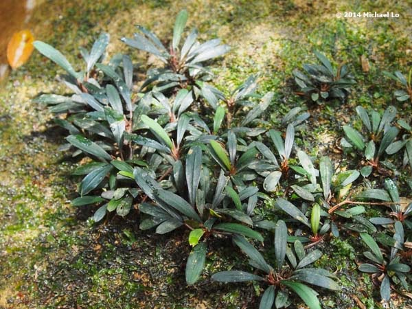 The rainforests of Borneo & Southeast Asia: Bucephalandra sp. "Sanggau"