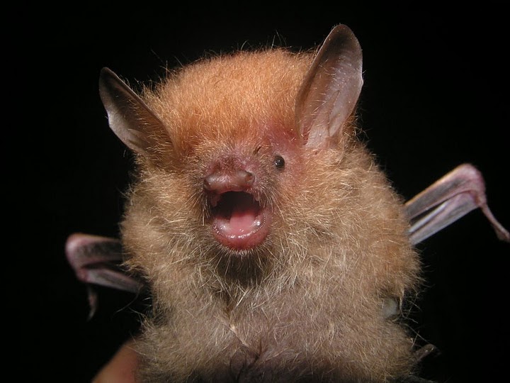 Variety of Life: Vespertilionidae