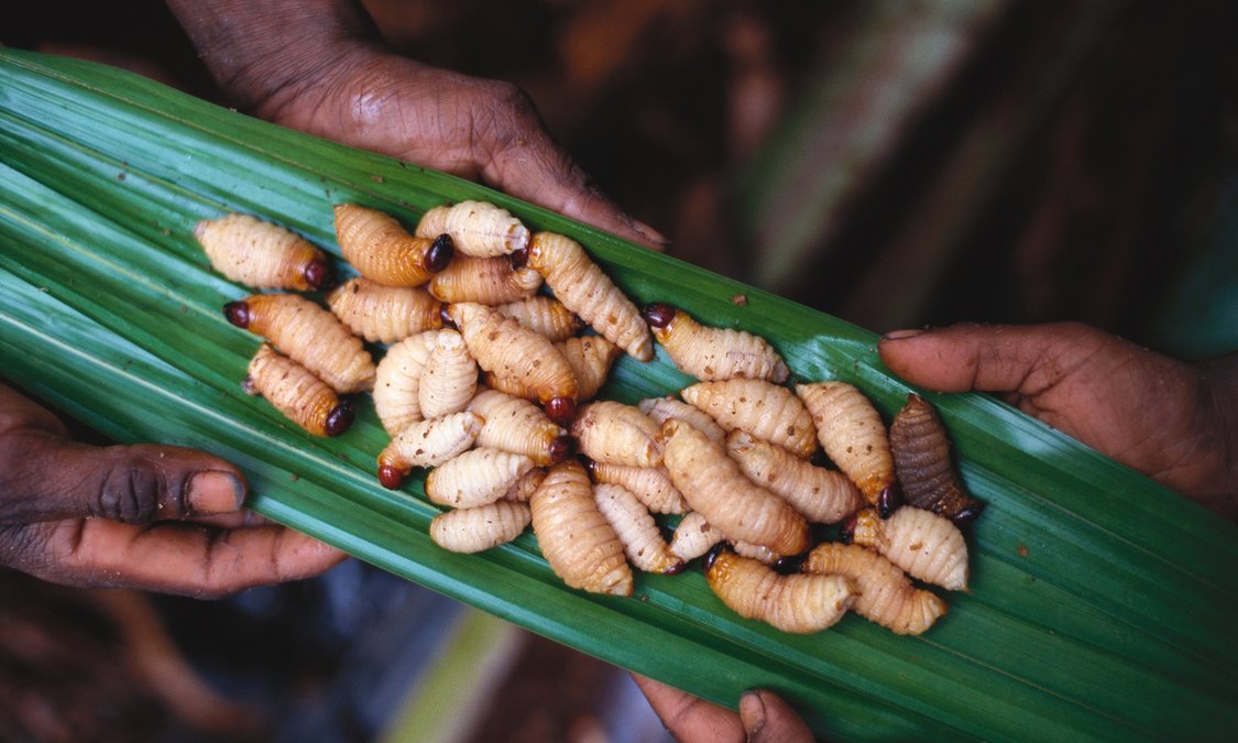 Sean Linnane: ON EATING BUGS, SLUGS AND SNAILS