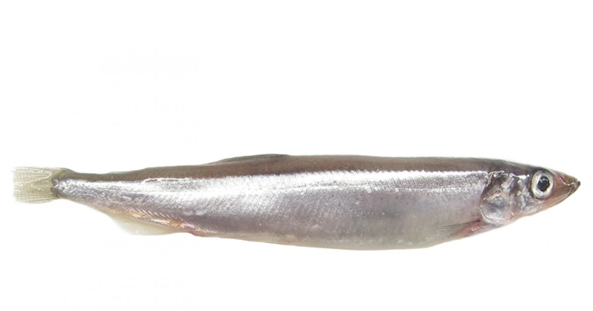 Oppdag Fisk!: Lodde/Capelin/Mallotus Villosus (Ferskvann/Brakkvann ...