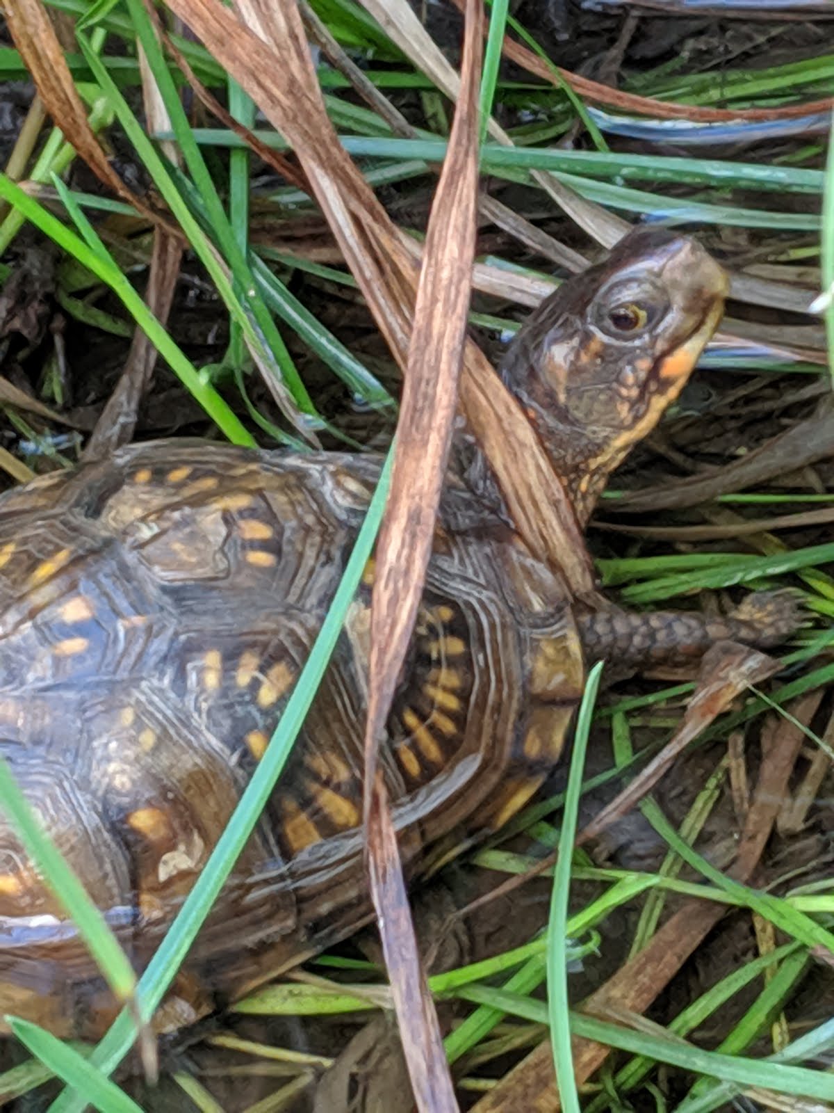 Backyard Explorer: How Fish And Amphibians And Some Reptiles Survive In ...