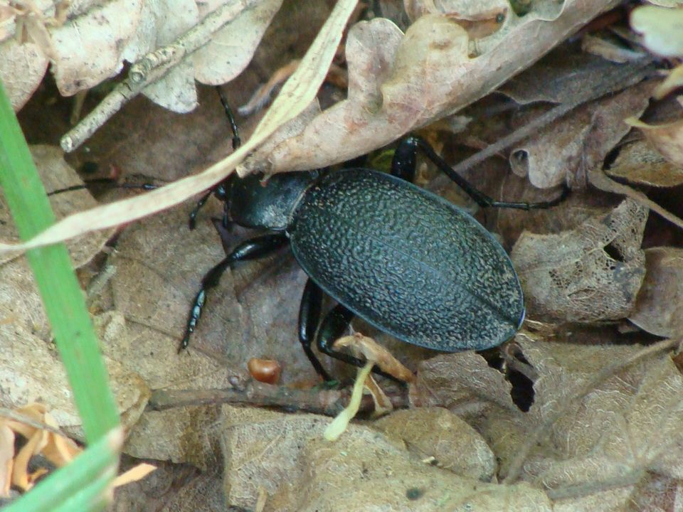 Beetles from Romania: Carabus (Procustes) coriaceus