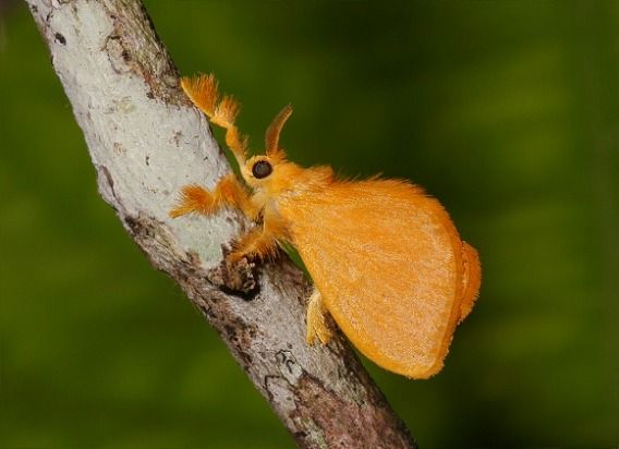 A JOIA DA NATUREZA - ACRAGA COA