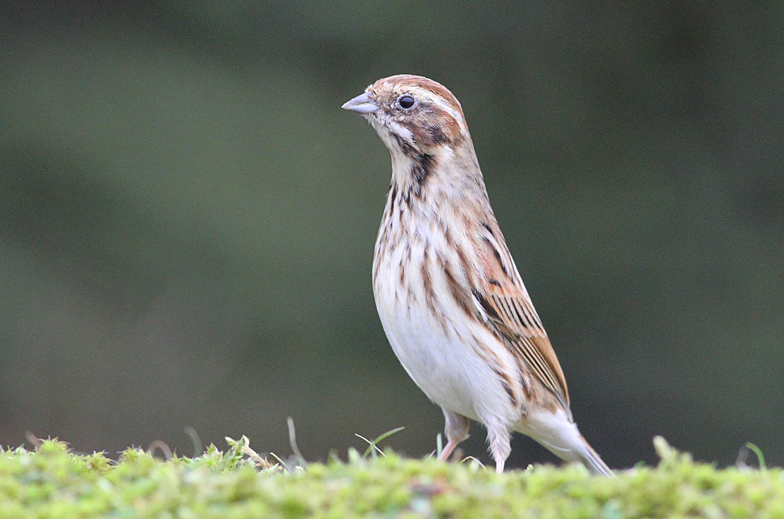 Brian's birding blog: Good morning at Dunge