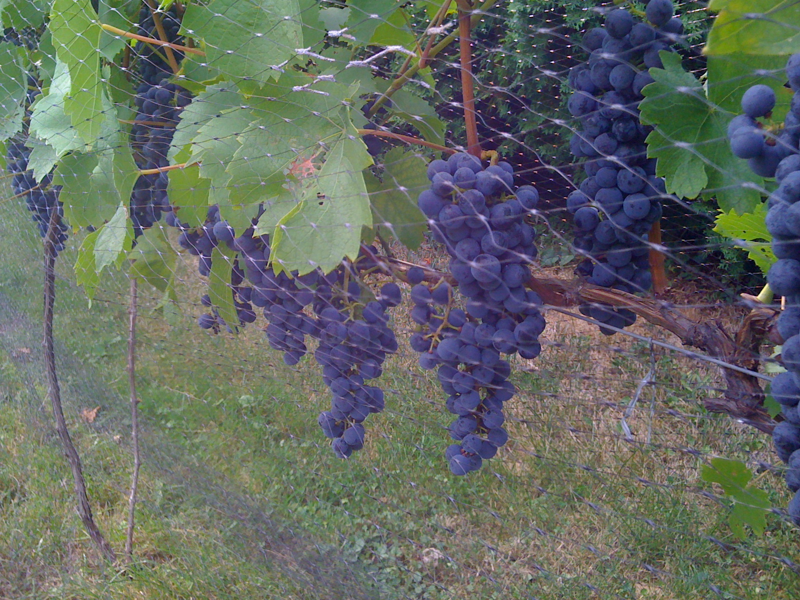 Backyard Vineyard & Winery