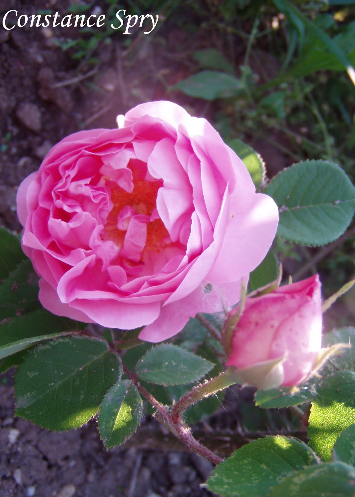 Eszterkertje: CONSTANCE SPRY ANGOL RÓZSA