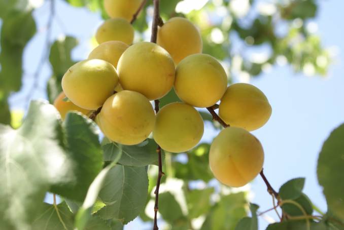 Pashtun Valley: Afghani Fruits